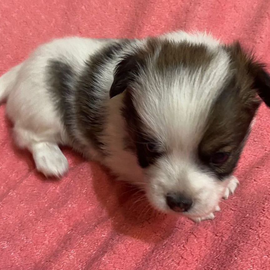 Пекинес с чихуахуа смесь