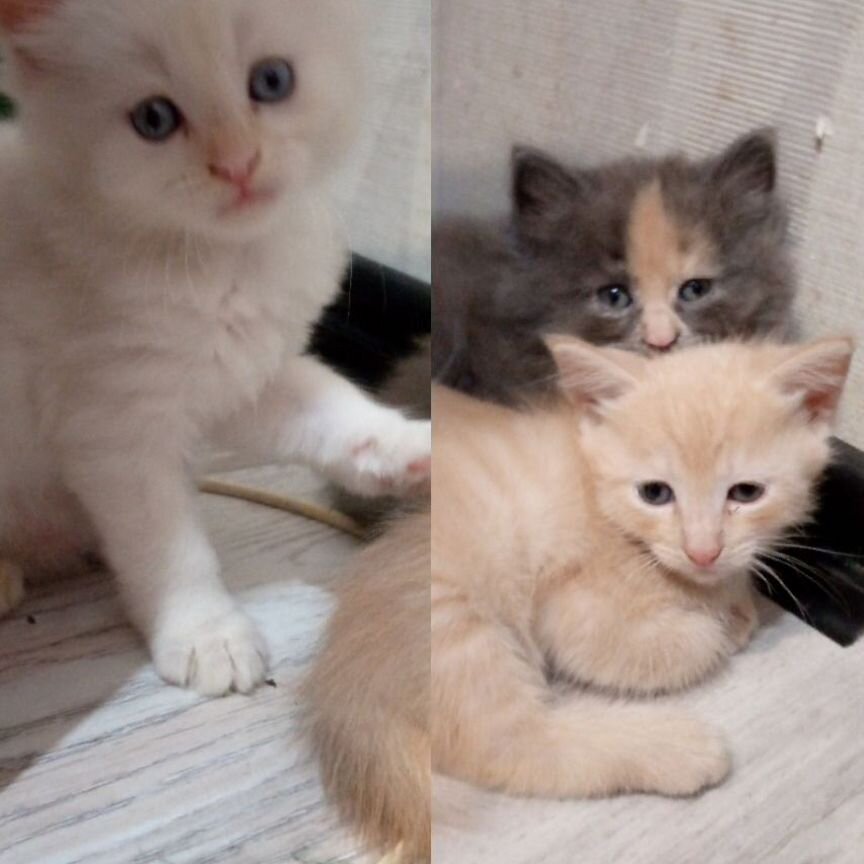 Котята в добрые руки бесплатно