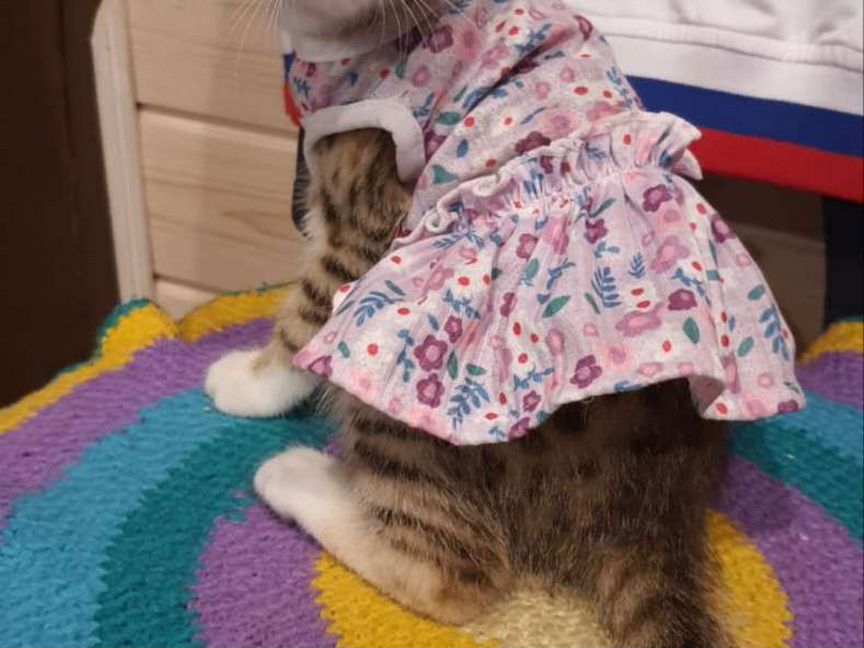 Платьице для котят
