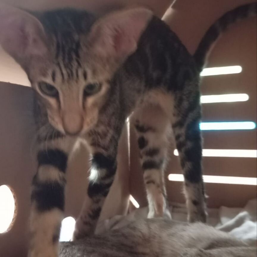 Ориентальные котята