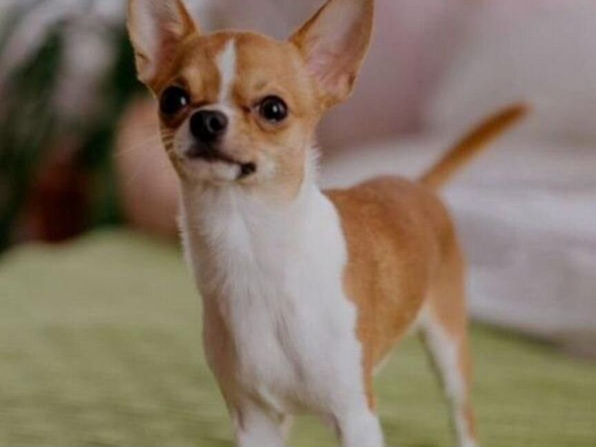 Вязка