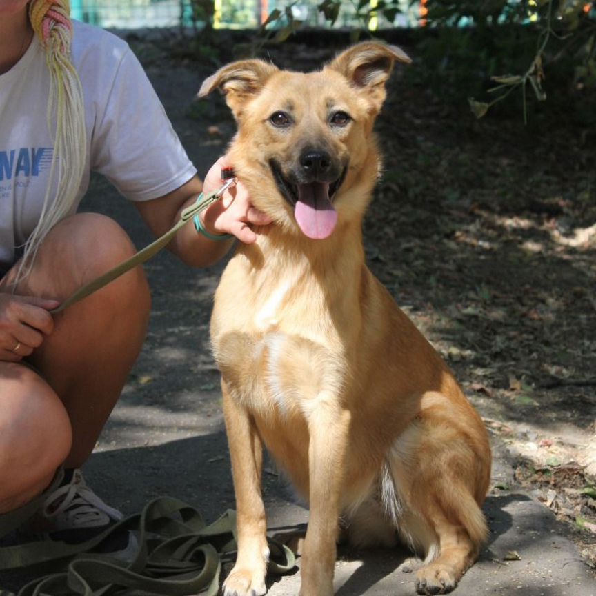 Собака Нежная Меренга