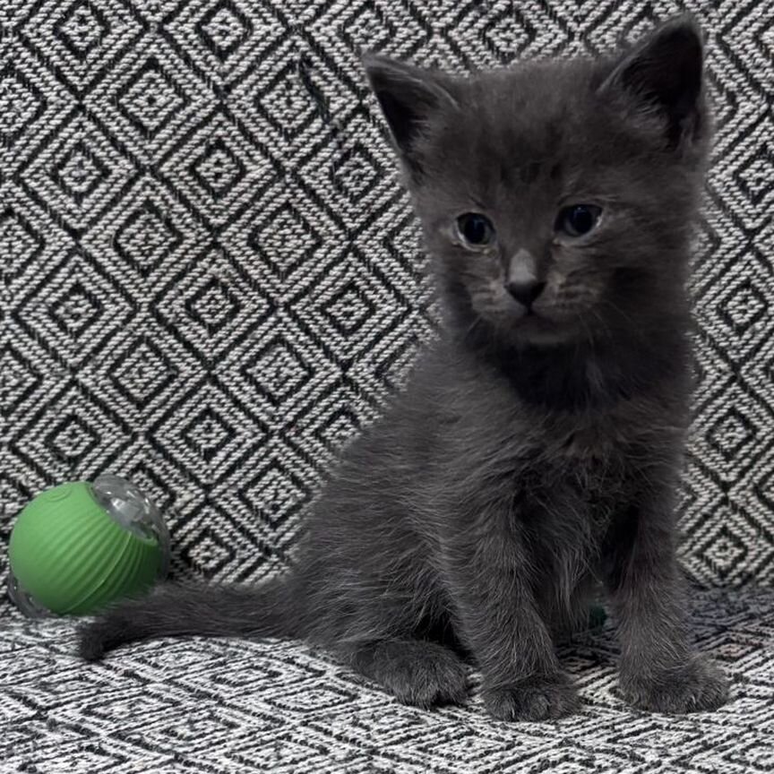 Шотландский прямоухий короткошёрстный котёнок