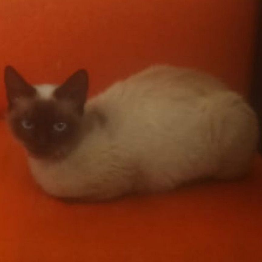 Кошка в добрые руки