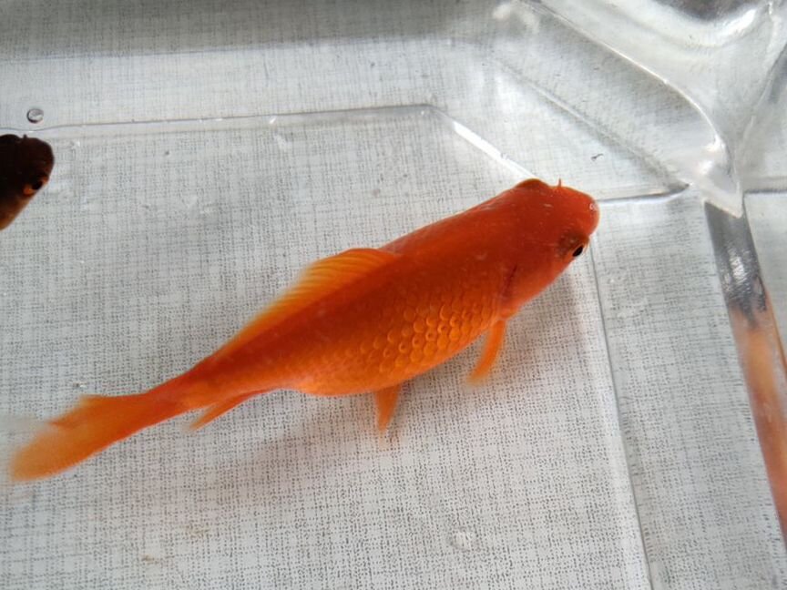 Комета золотая рыбка