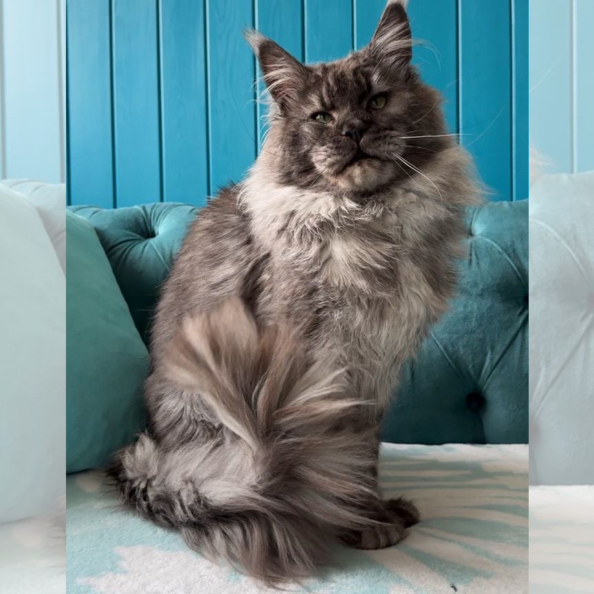 Мейн-кун, взрослый кот