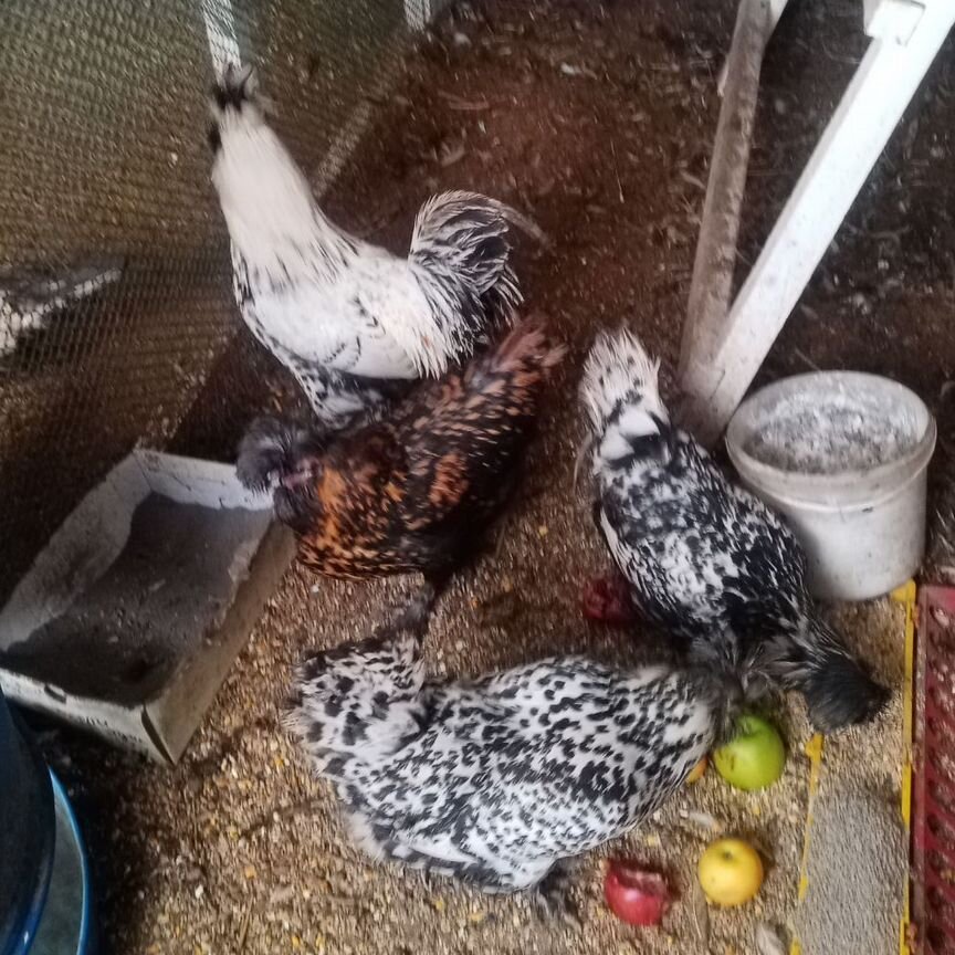 Инкубационное яйцо Павловской курицы под заказ