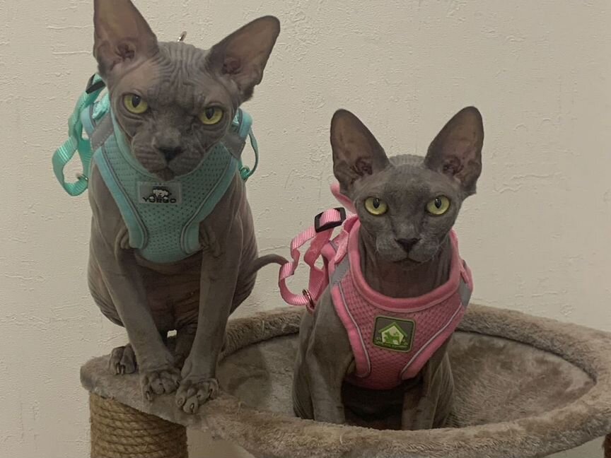 Канадский сфинкс пара пристройство