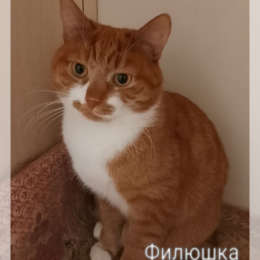 Взрослый кот в добрые руки