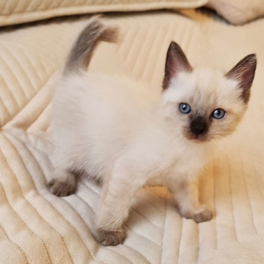 Тайские котята