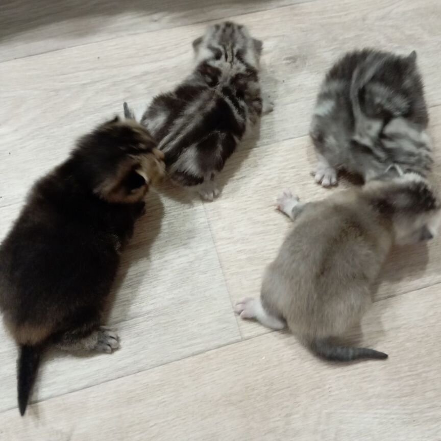 Шотландская вислоухая