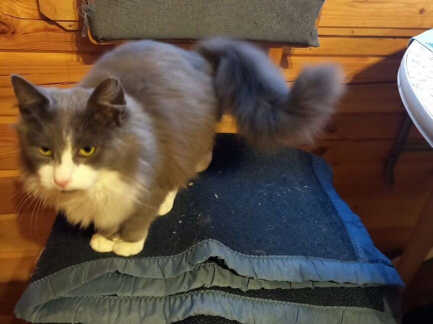 Котенок в добрые руки