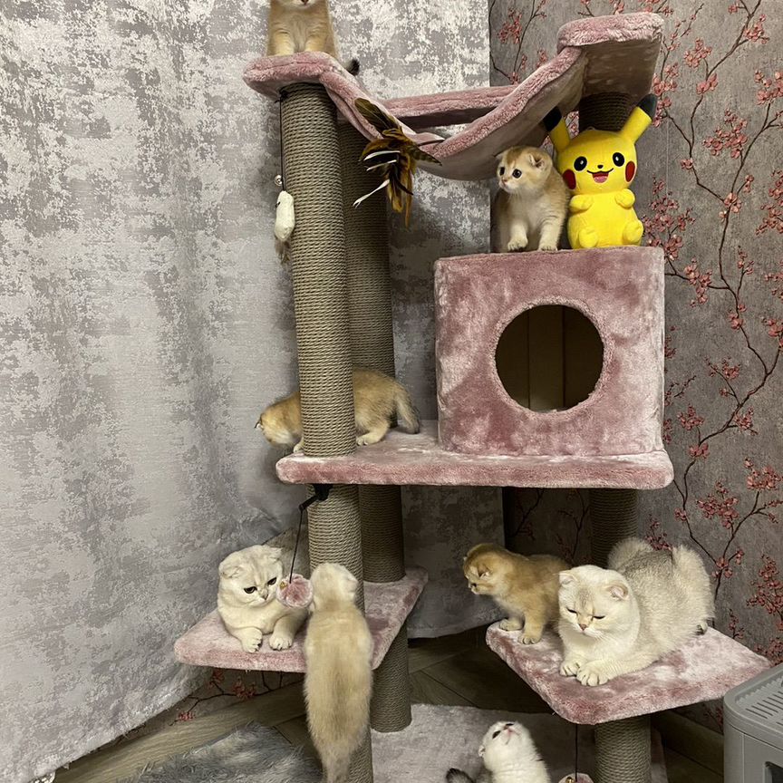 Шотландские вислоухие котята