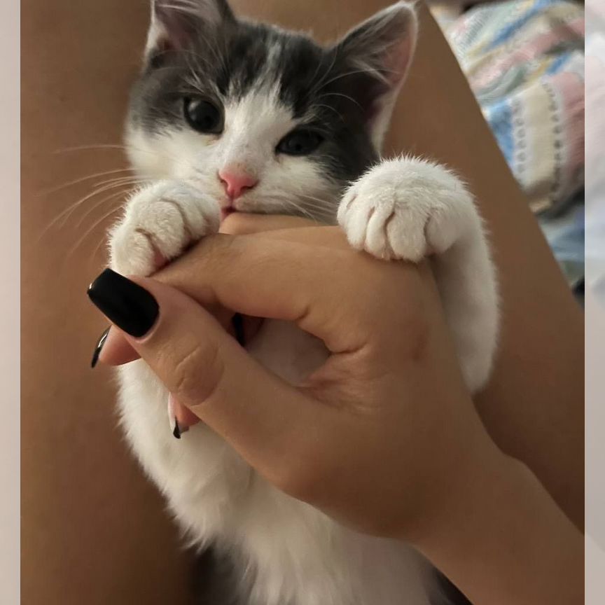 Котенок бело серый, мальчик, отдам в хорошие рук