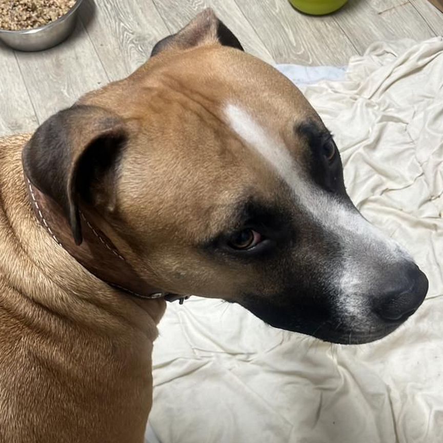 Ам. Стафф. Терьер в добрые руки