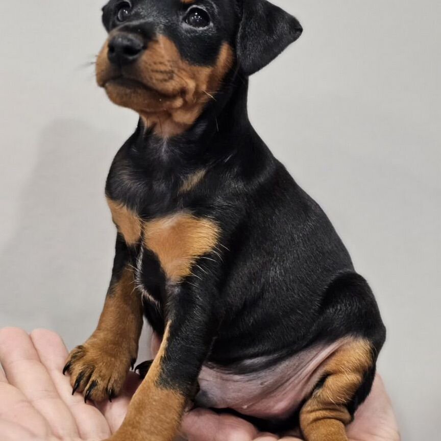 Щенки цвергпинчера