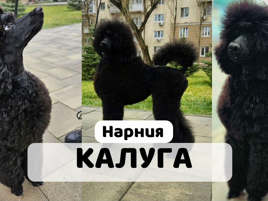 Большой Королевский пудель Калуга