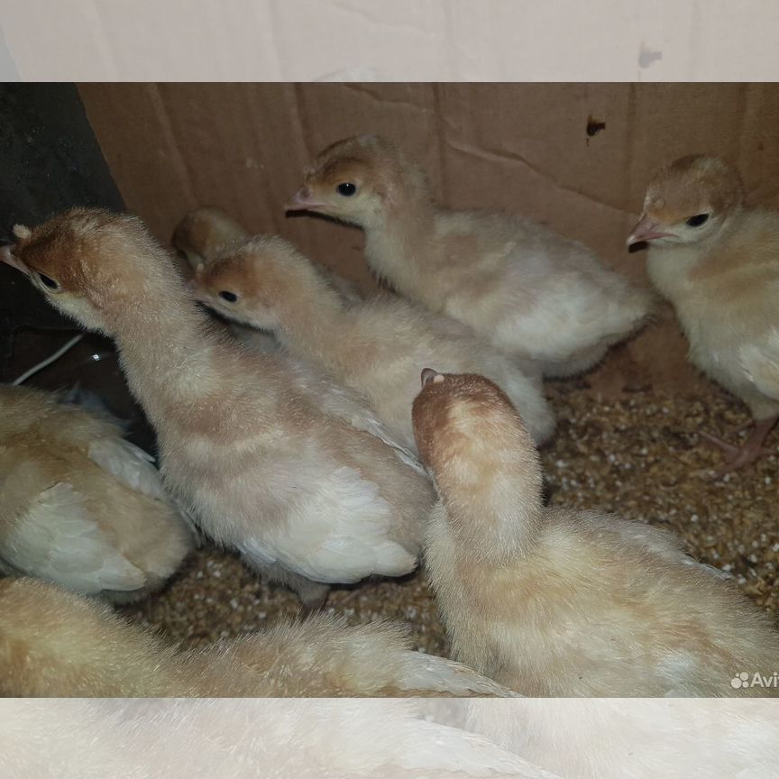 Индюшата хайбрид конвертер