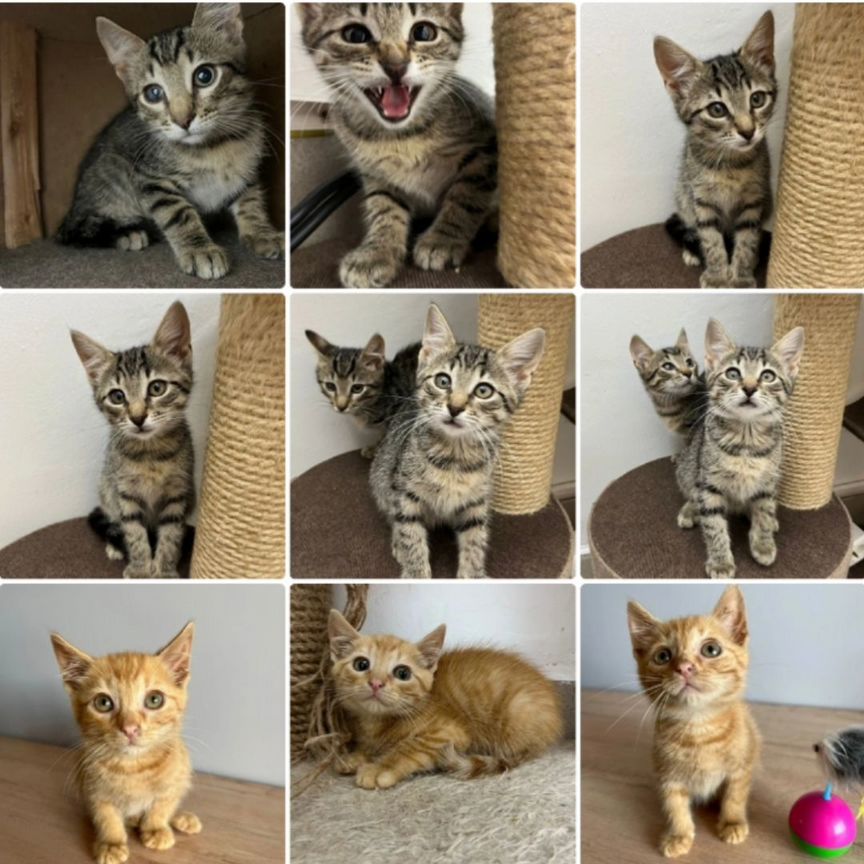 Котята в добрые руки