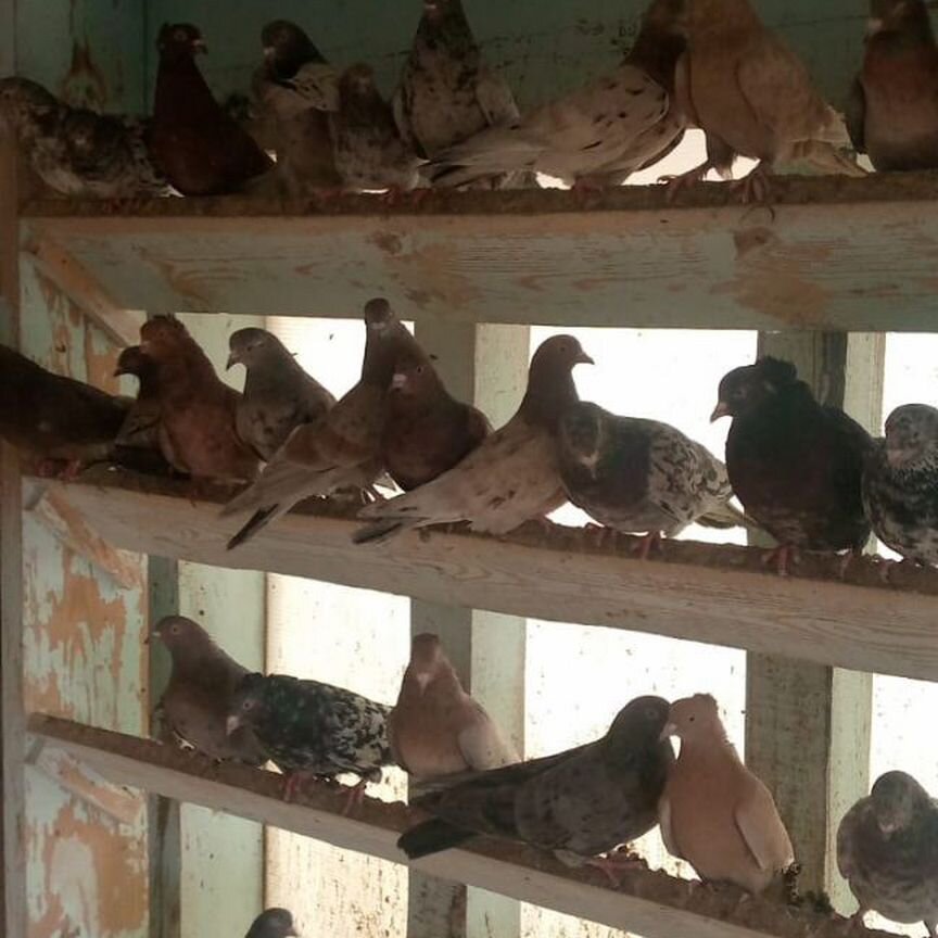 Голуби Бакинцы мрамор