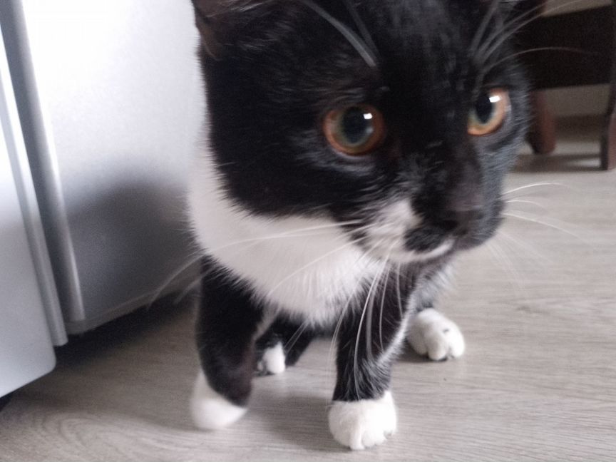 Котенок