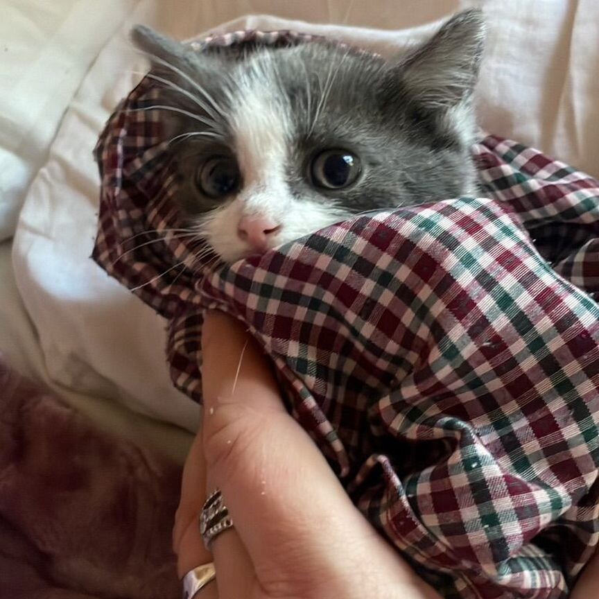 Котенок