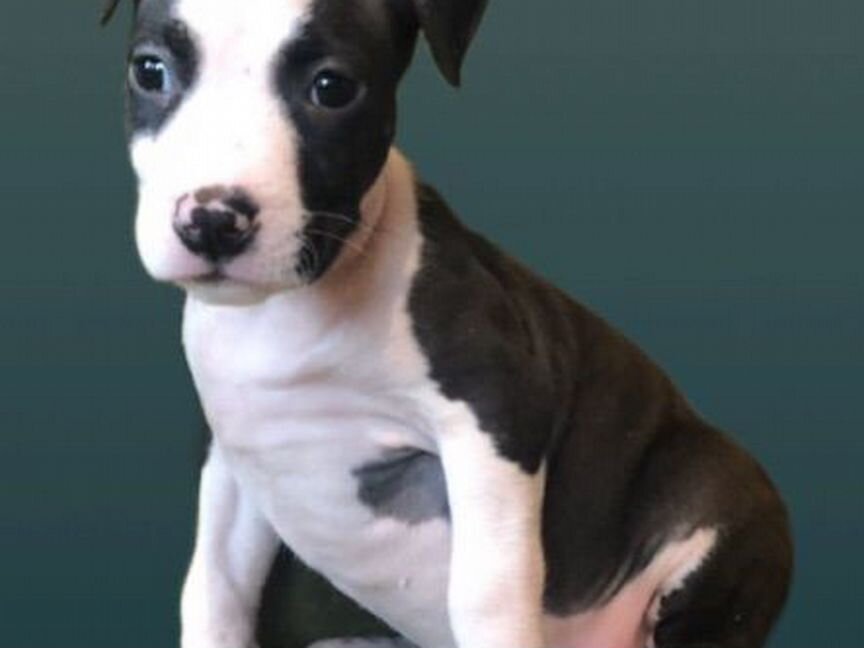 Стаффордширский терьер щенки. Амстафф