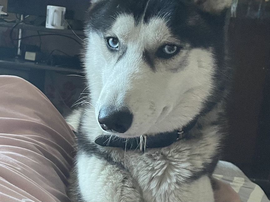 Мальчик для случки