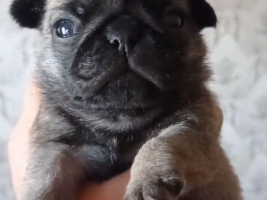 Щенки (есть описание)