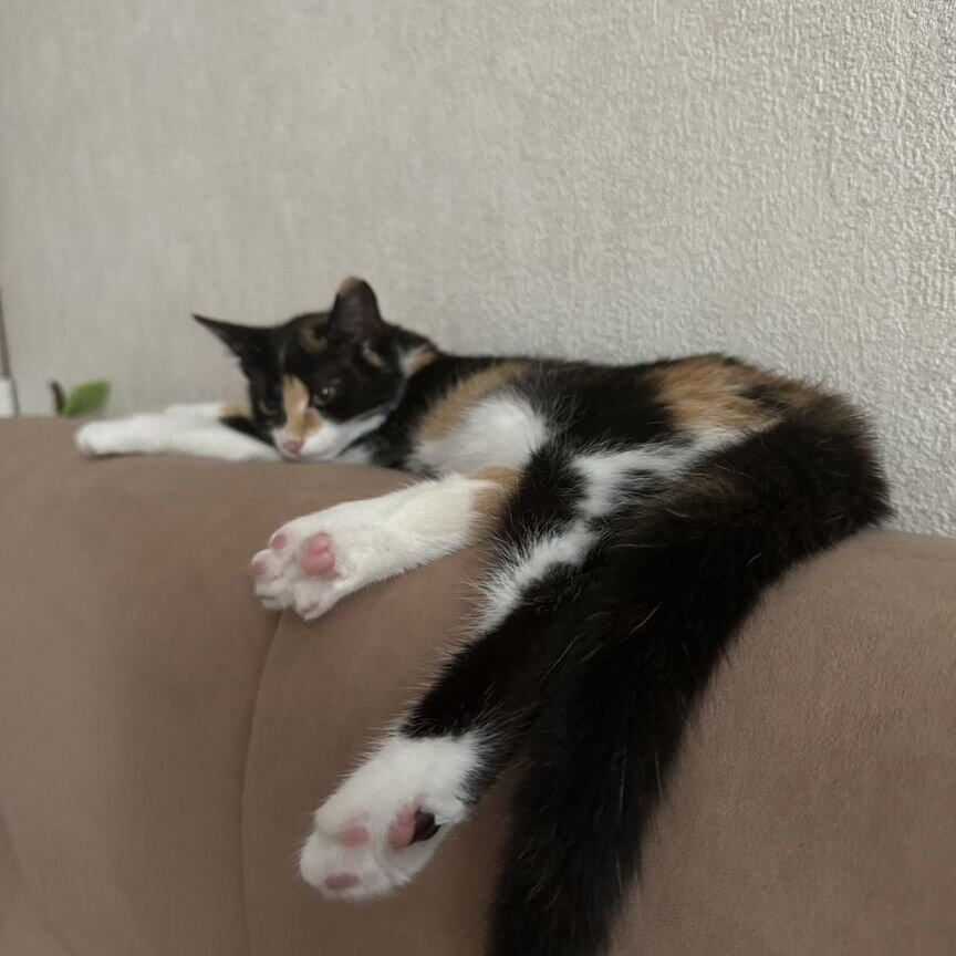 Кошечка в добрые руки