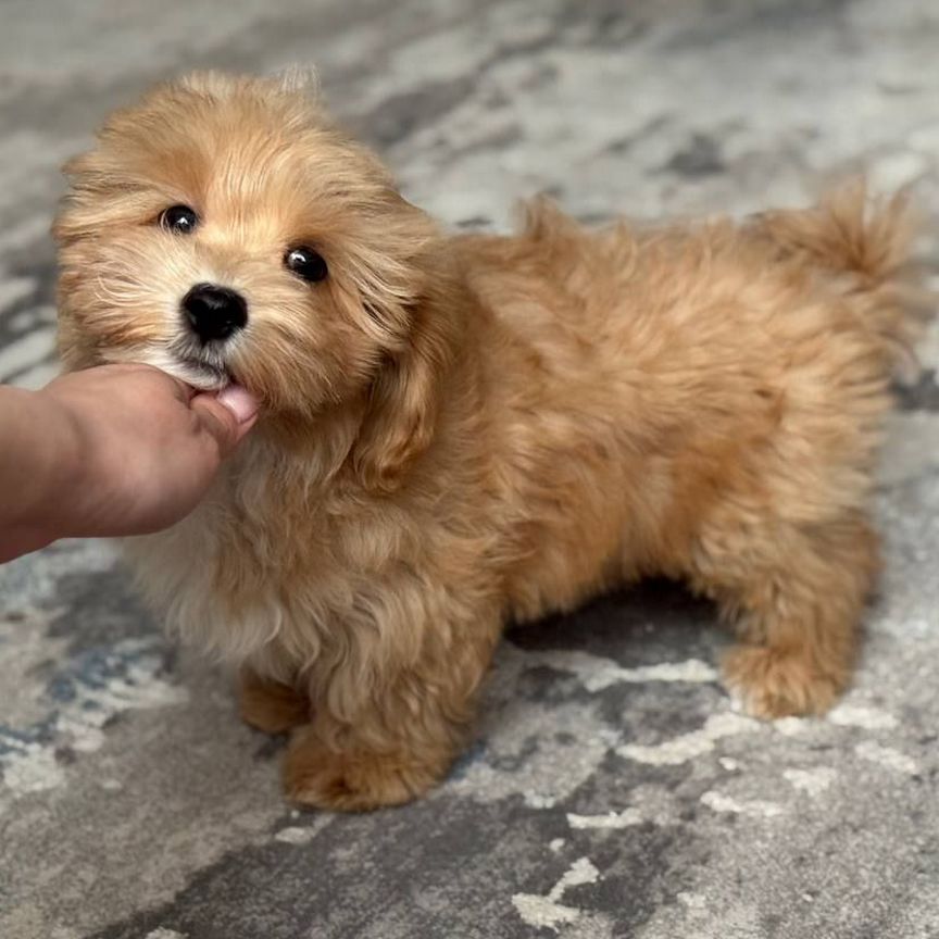 Мальтипу, щенок