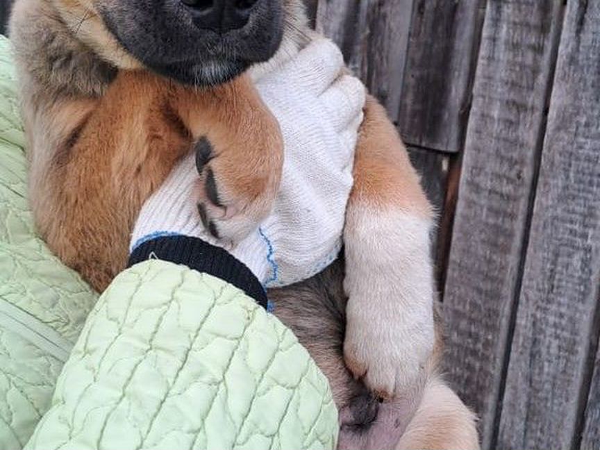 Классный щенок в Дар