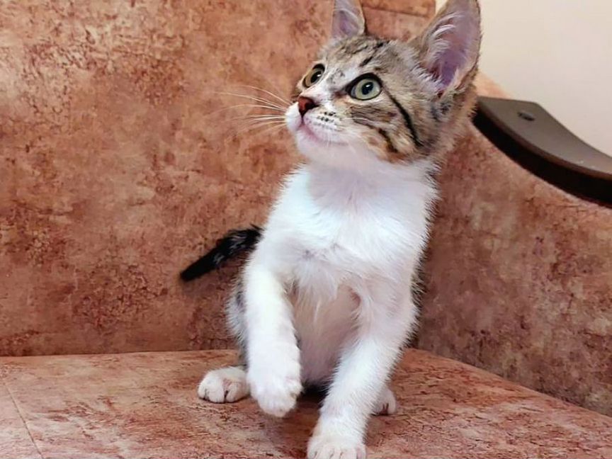 Кошечка Василиса в добрые руки