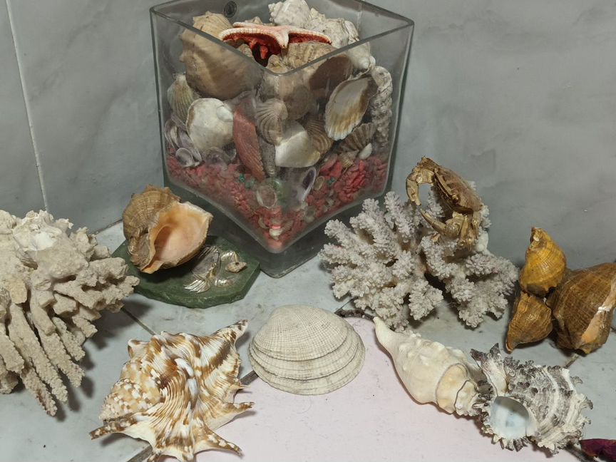 Морские ракушки раковины