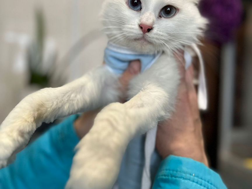 Необыкновенная красавица Ева ищет дом