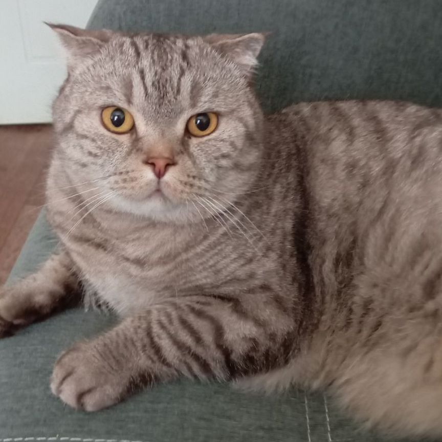 Шотландский вислоухий короткошёрстный, взрослый кот
