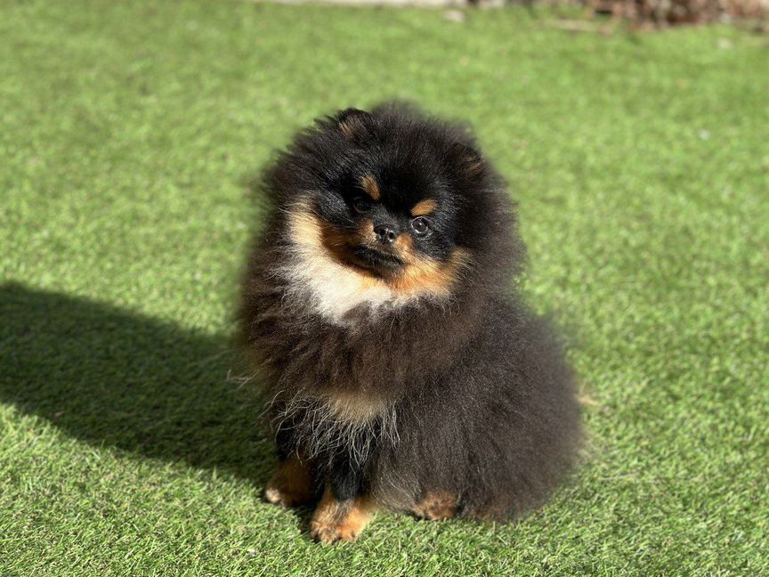 Памеранский шпиц кобель