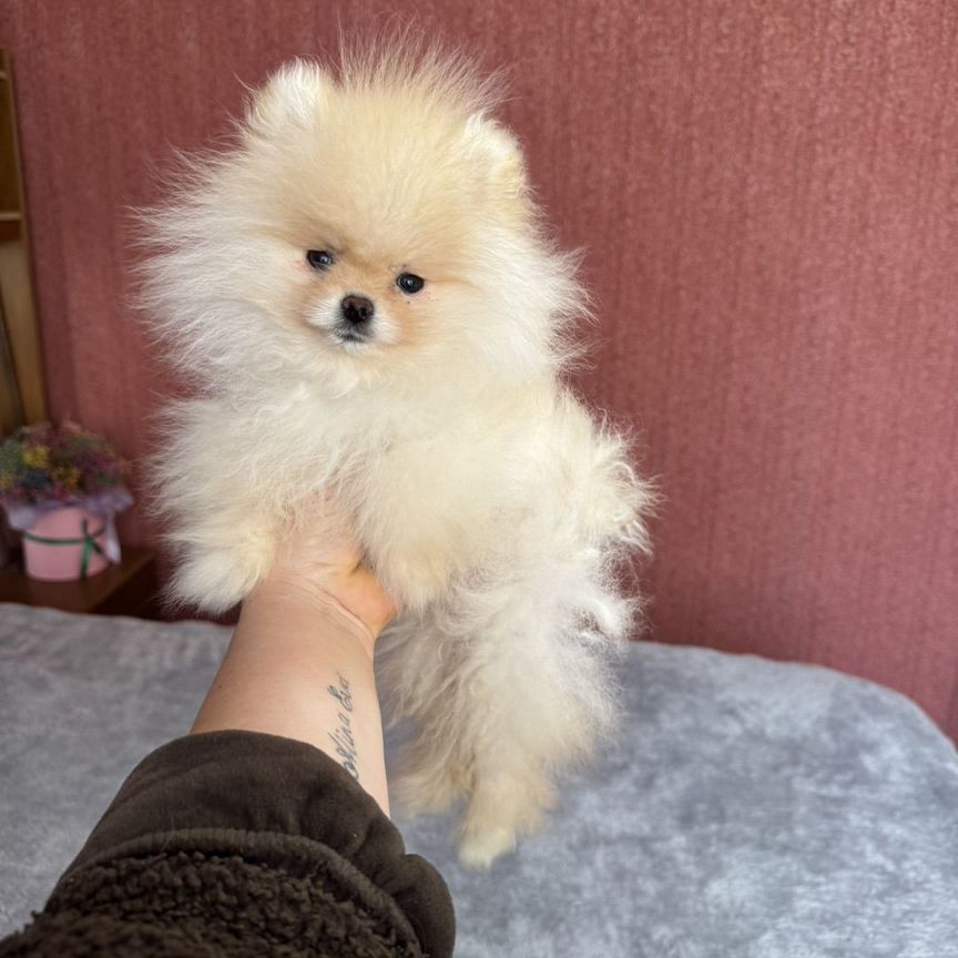 Шпиц супер мини