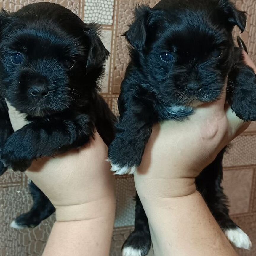 Мальтипу, щенок