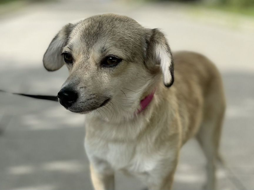 Собака в добрые руки маленькая порода