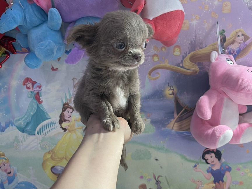 Чихуахуа мини лиловая Кукла