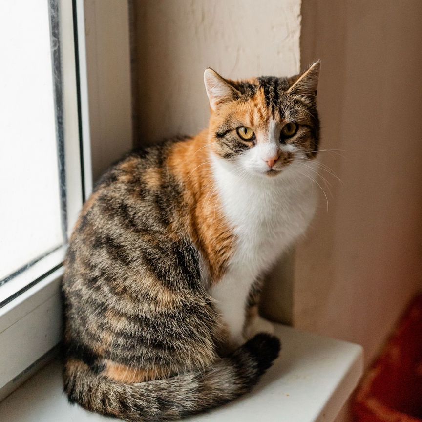Великолепная молодая кошка