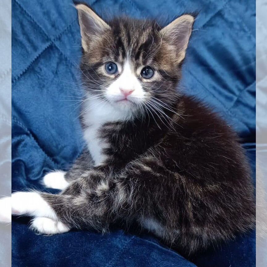 Мейн-кун котёнок