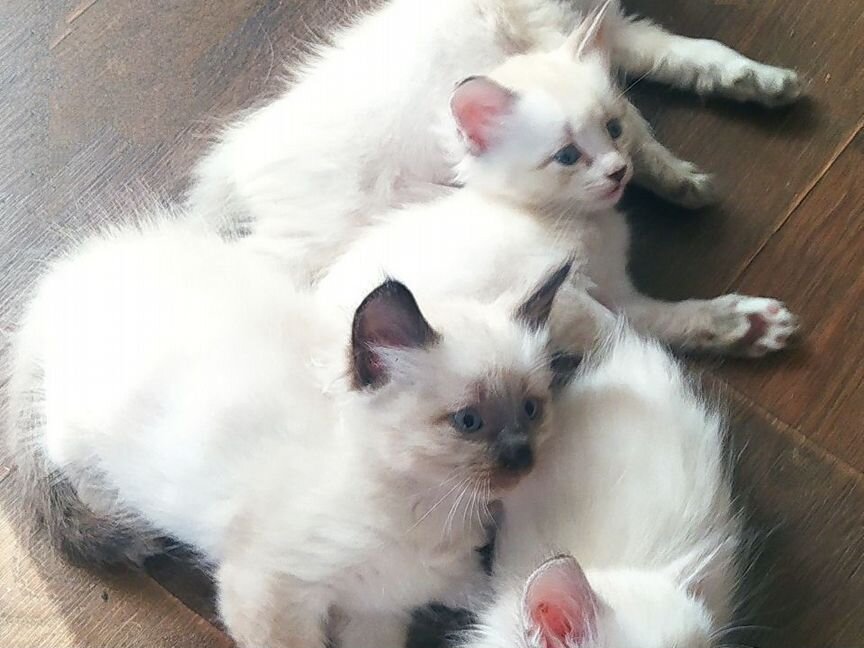 Невские маскарадные котята