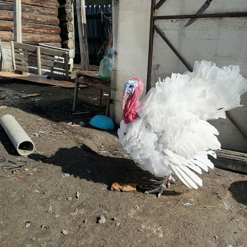 Индюк и 2 индюшки