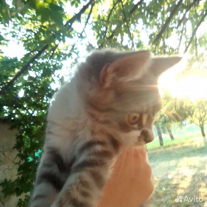 Нашли котенка около гаража, очень ласковый