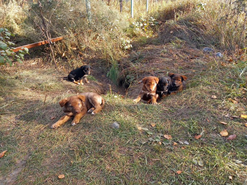 Голодные щенки ищут дом