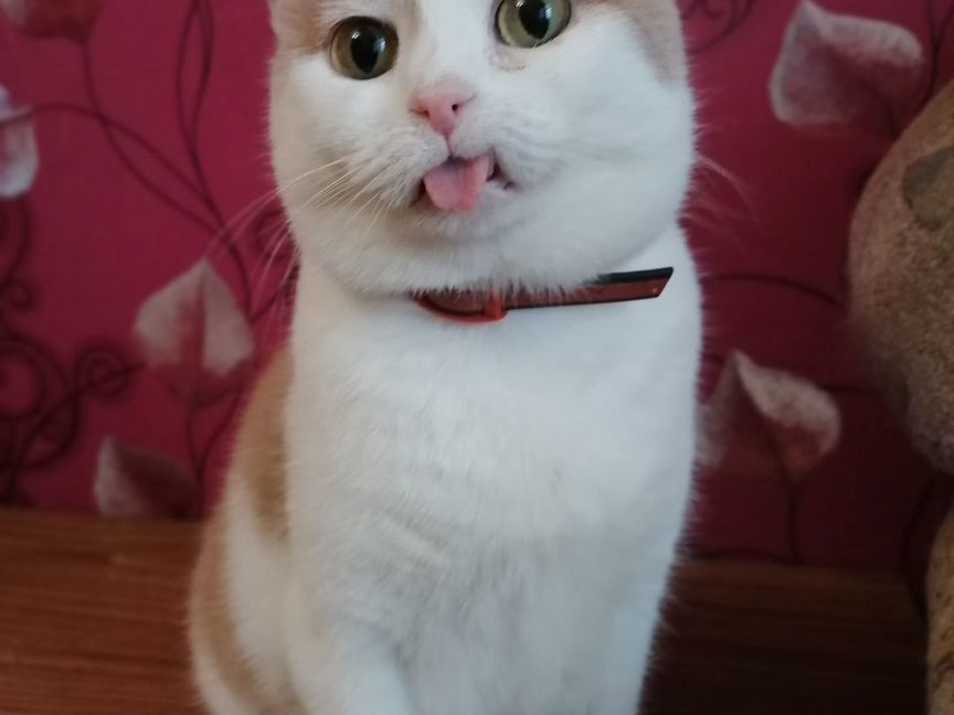 Котик в добрые руки
