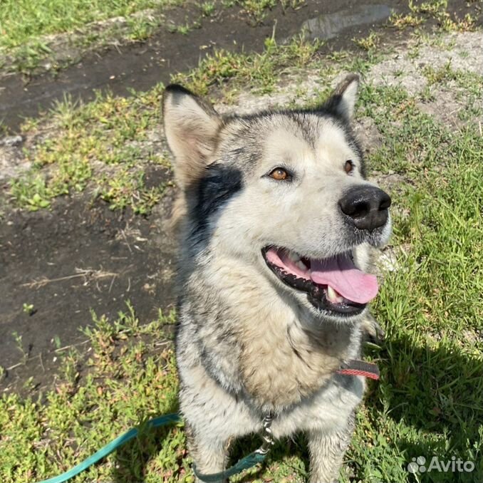 Аляскинский маламут отдам