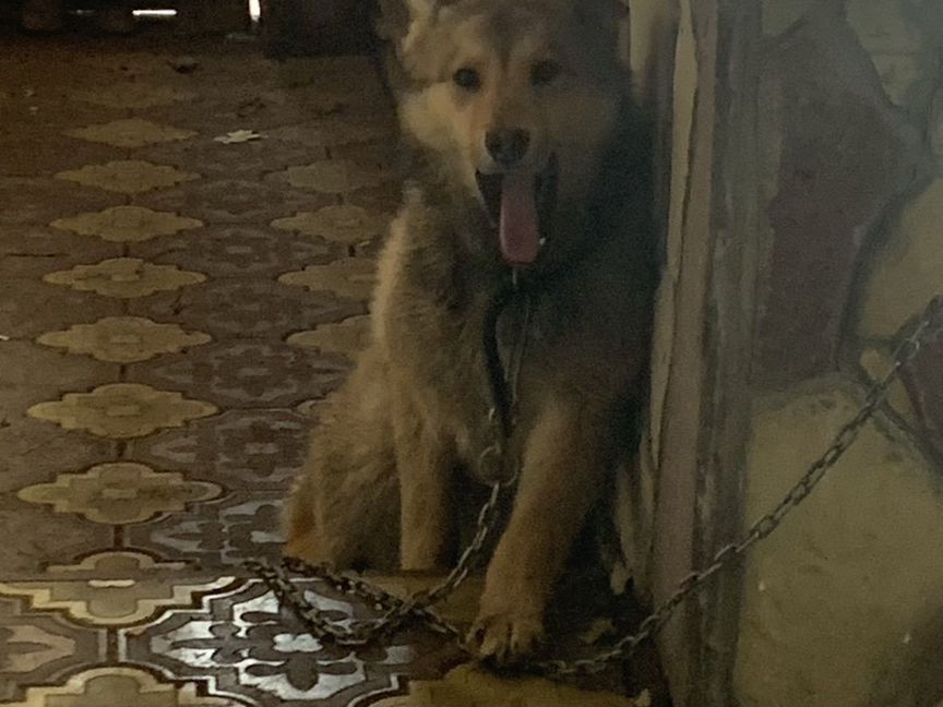 Сиба ину в добрые руки